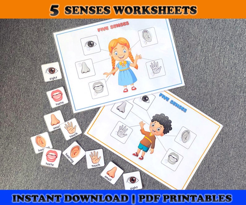 Five Senses Worksheets, 5 Senses Sorting, Homeschool Learning, Busy ...
