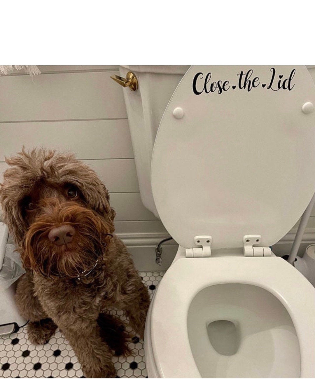 Close the Lid Decal, Close the Lid Sign, Close the Lid Sticker, Toilet ...