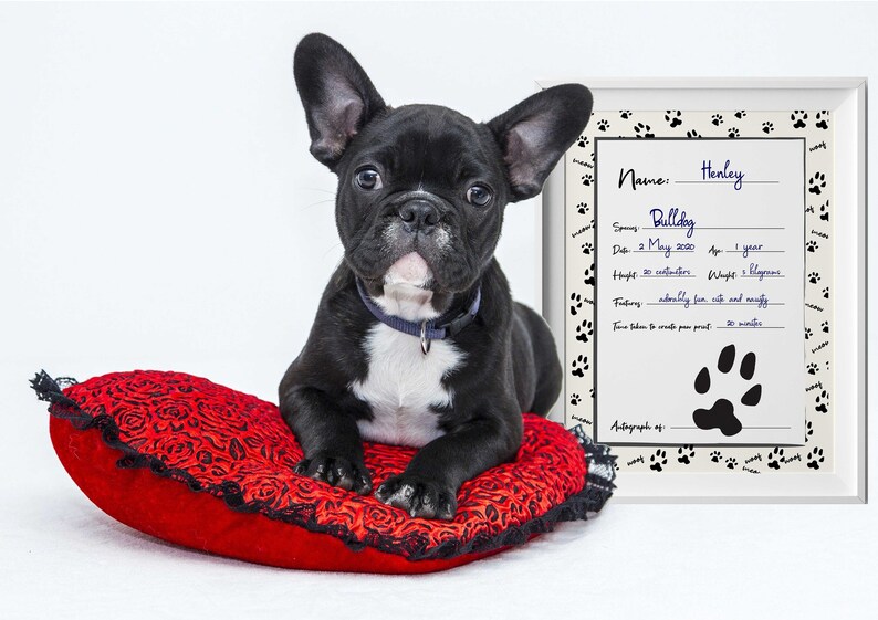 DIY Paw Print Autograph / A4 Size Dog and Cat Paw Printed Page ...