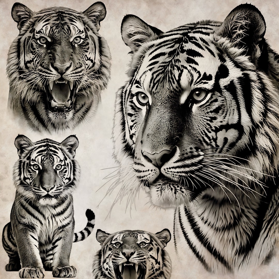 50 Realistic Tiger Brush Stamps for Procreate. - Etsy