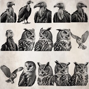 Birds of Prey Set-procreate Stamp Brushes - Etsy