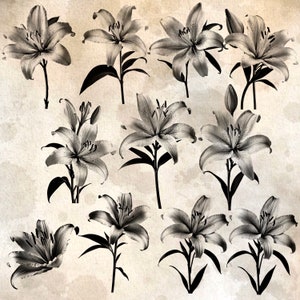 Procreate-lily Flowers Set- 50 Designs - Etsy