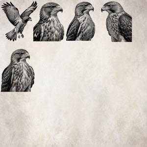 Birds of Prey Set-procreate Stamp Brushes - Etsy