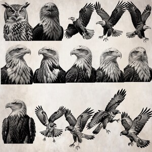 Birds of Prey Set-procreate Stamp Brushes - Etsy