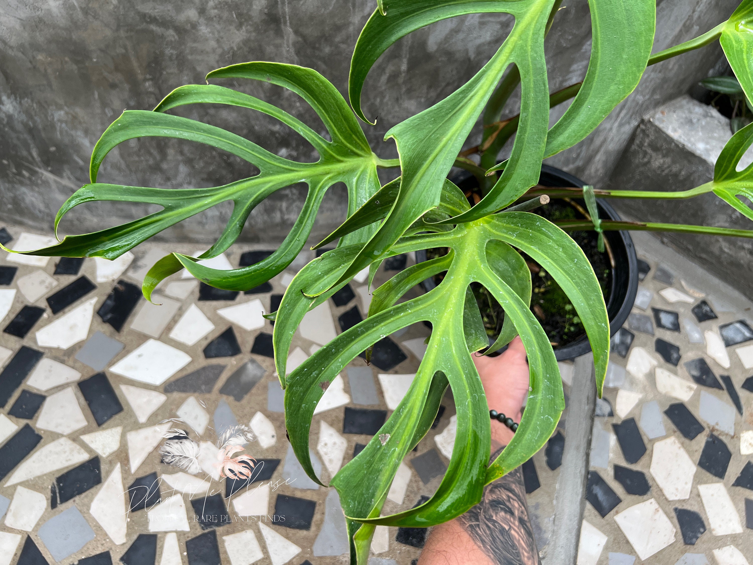 Rare Monstera Burle Marx Flame. Full Established Mature Form - Etsy Denmark