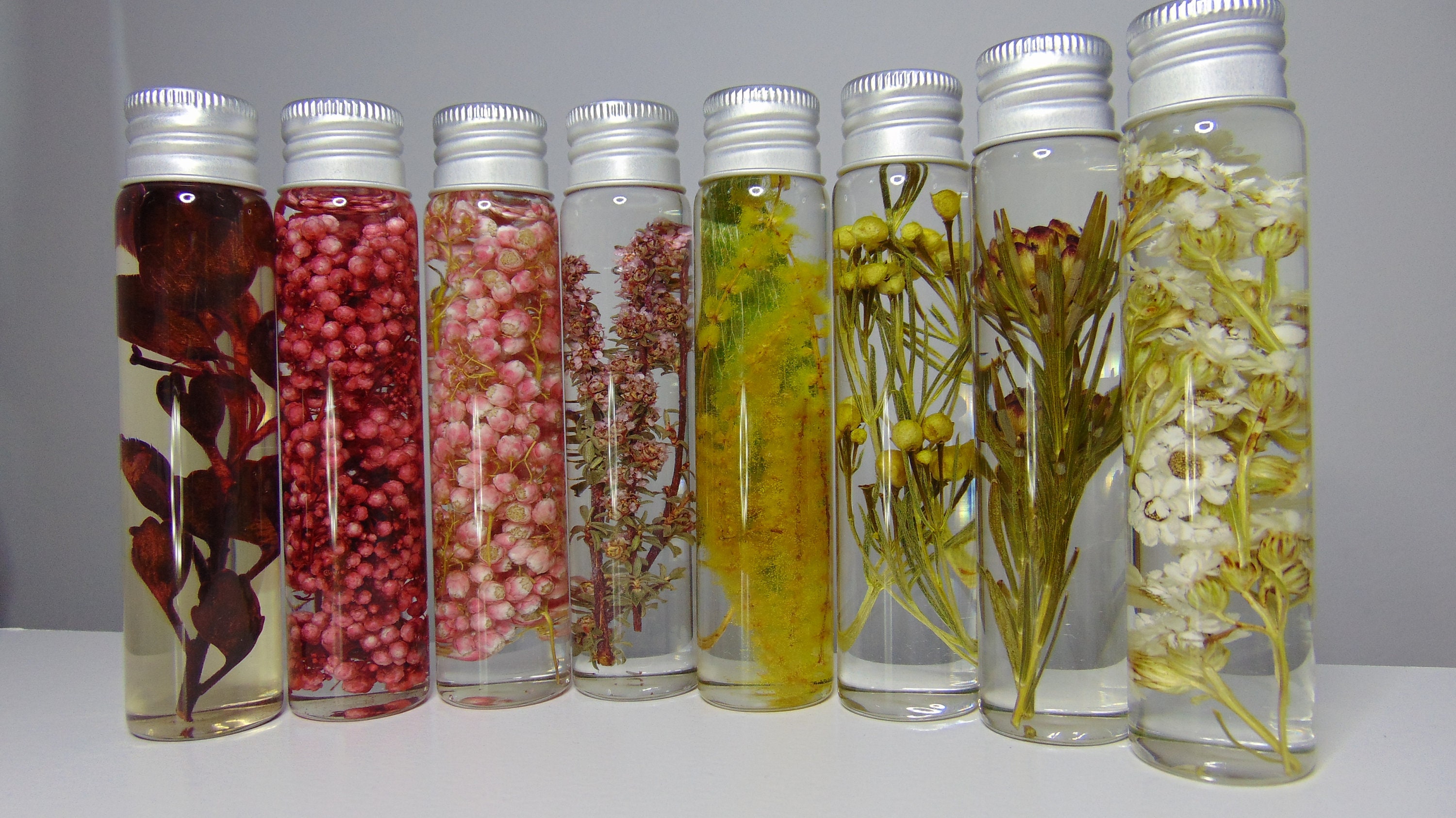 Dried Australian Native Flowers, Dried Australian Wild Flowers ...