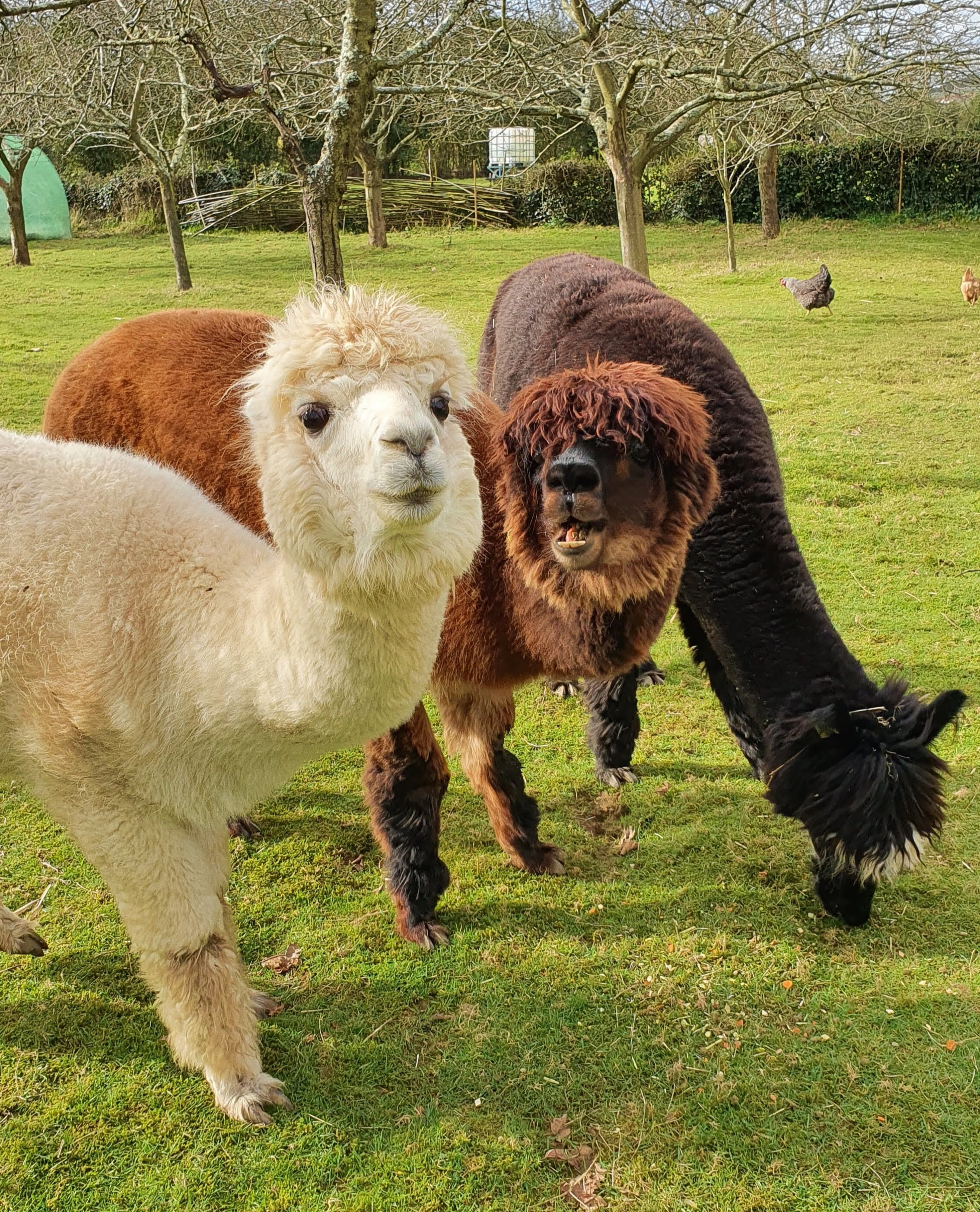 Raw Alpaca Fiber Fleece 200 Gr 7 Oz Ready for Carding Felting Stuffing ...