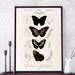 Black Butterfly Poster Fauna and Flora Wall Art, Insect Art, Halloween ...