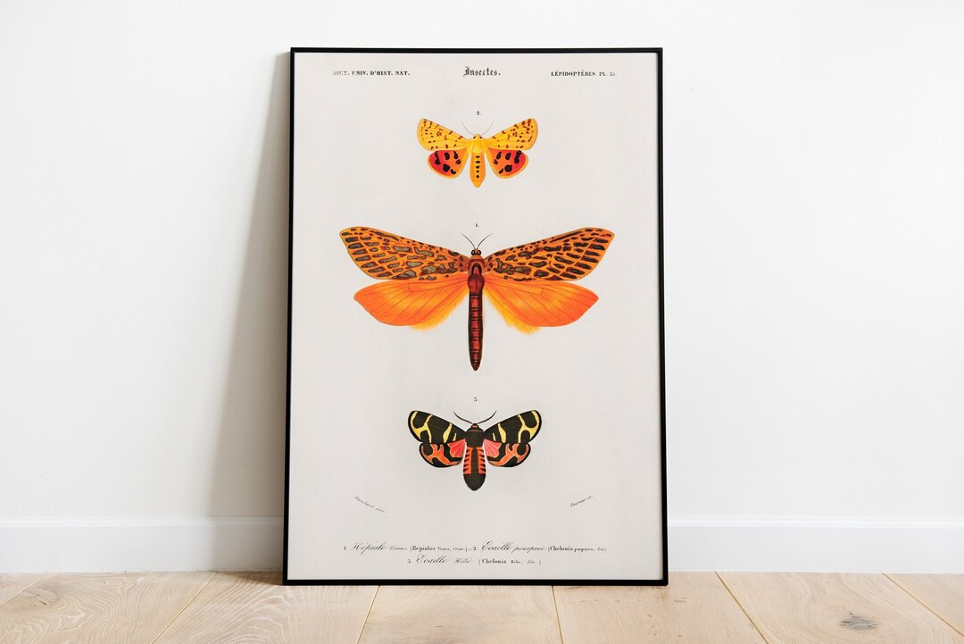 Vintage Moth Print, Orange Insect Illustration (digital Download) - Etsy