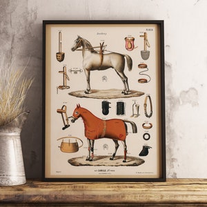 Antique Horseback Riding Equipment Poster, Equestrian Chromolithograph ...
