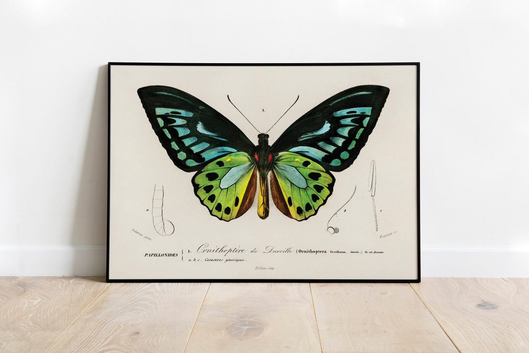 Green Birdwing Butterfly Vintage Nature Poster (digital Download) - Etsy