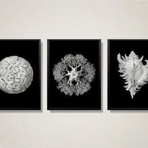 Sea Shell Marine Poster, Marine Life Illustration, Fauna and Flora Wall ...