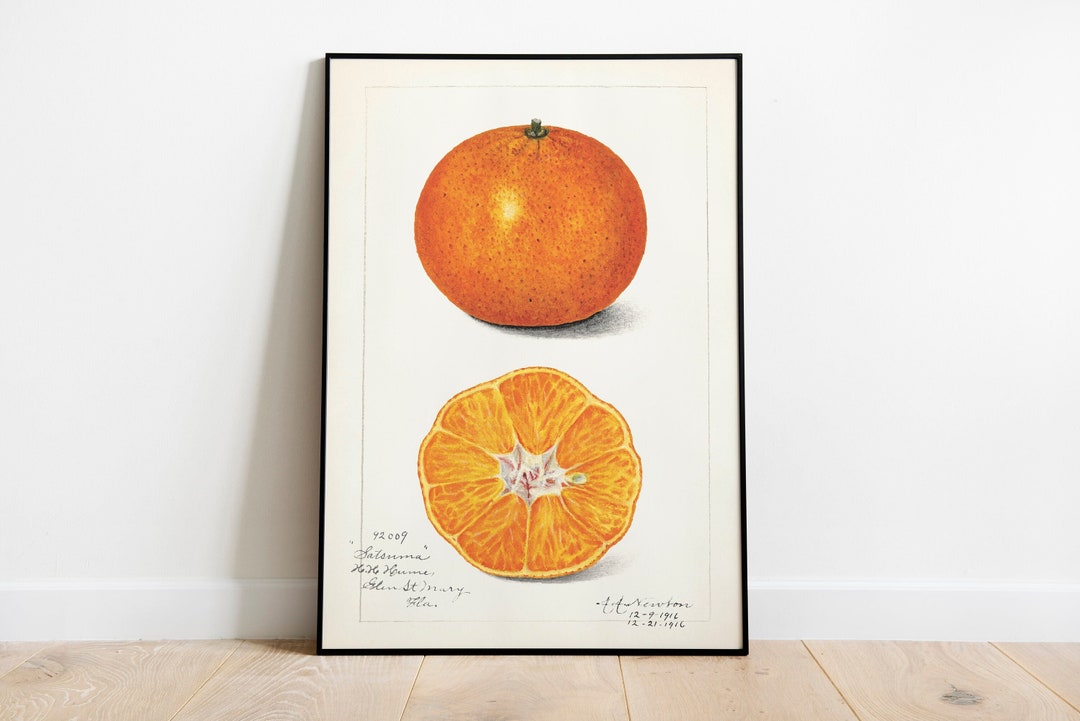 Orange Illustration, Agricultural Poster, Cooking Poster, Vintage Wall ...