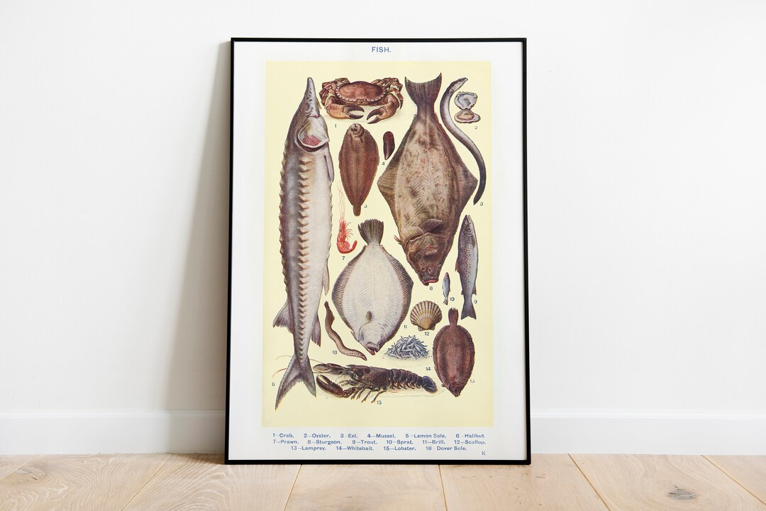 Vintage Fish Chart Poster, Seafood Illustration (digital Download) - Etsy