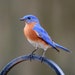 Bluebird Birdhouse Plans & Instructions, Super Easy DIY Nature Project ...