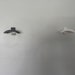 Mickey Ear Display 20x - Etsy