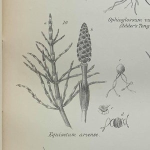 Original 100 Year Old Black and White Plate 'cryptogamia Plate 3' From ...