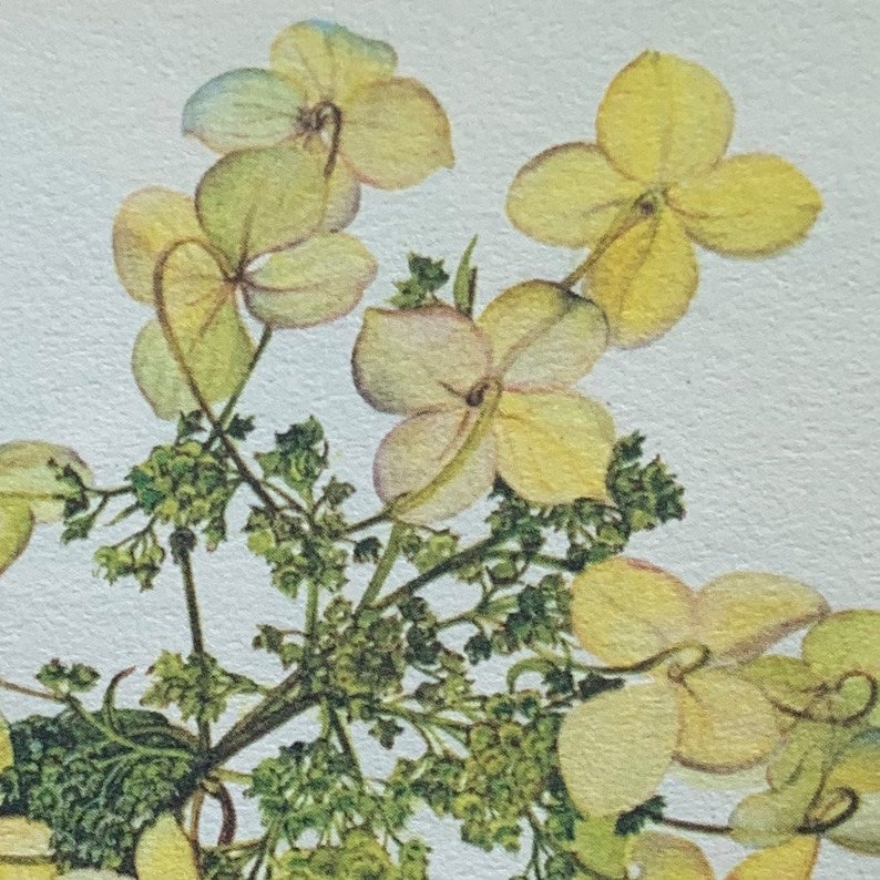 Shaggy Hydrangea Shrub From 'ornamental Shrubs' 1978 - Etsy