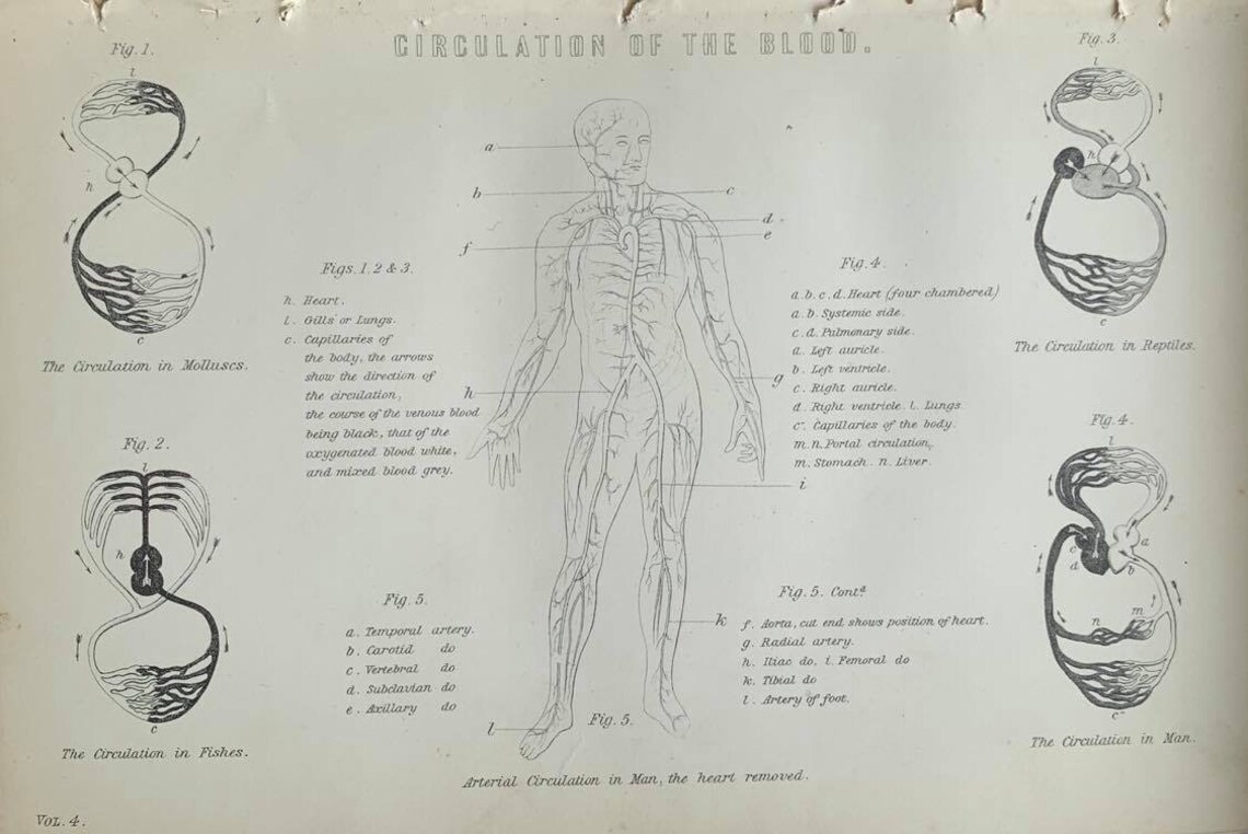 Original 100 Year Old Black and White Plate 'circulation | Etsy UK