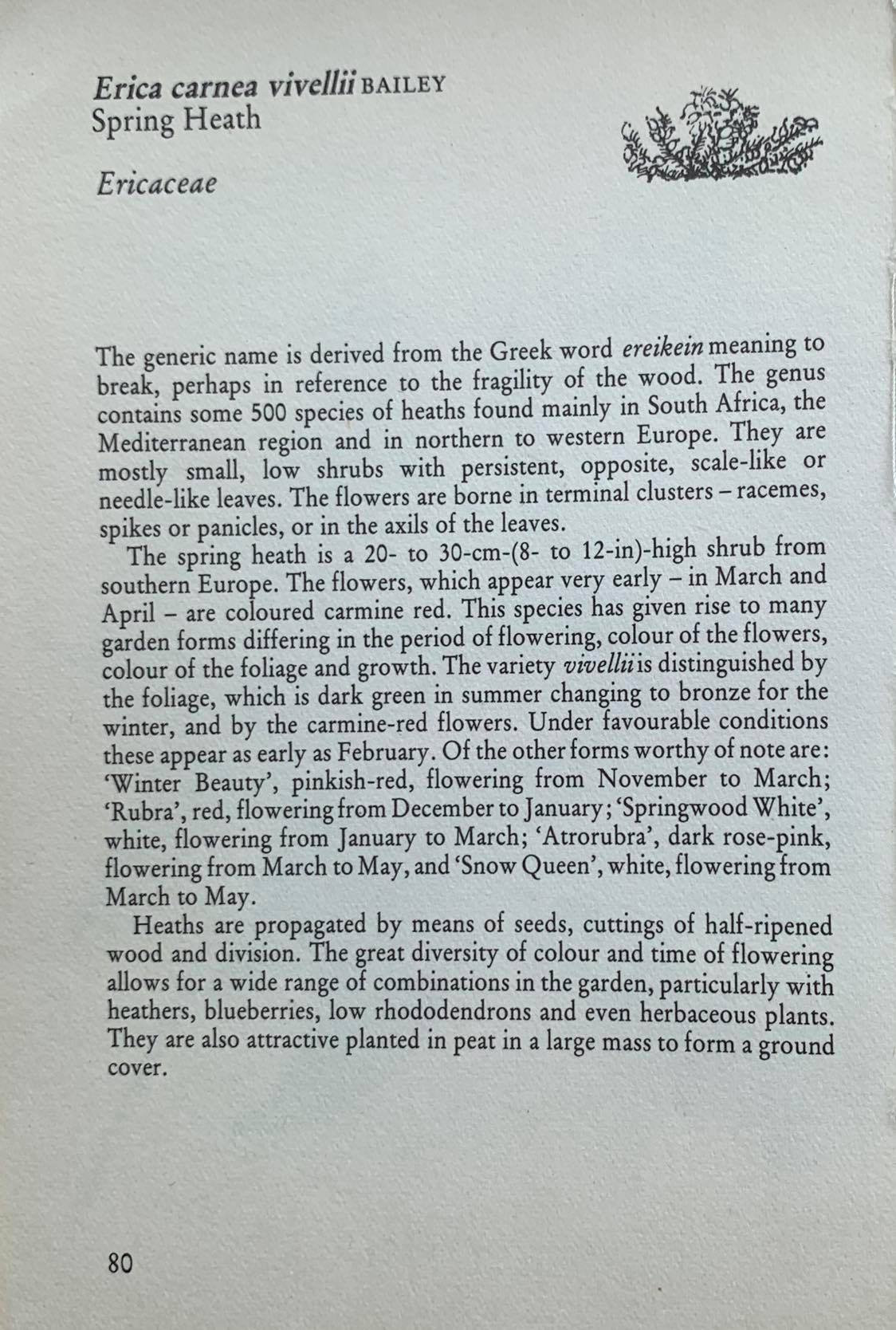 Spring Heath Shrub From 'ornamental Shrubs' 1978 - Etsy