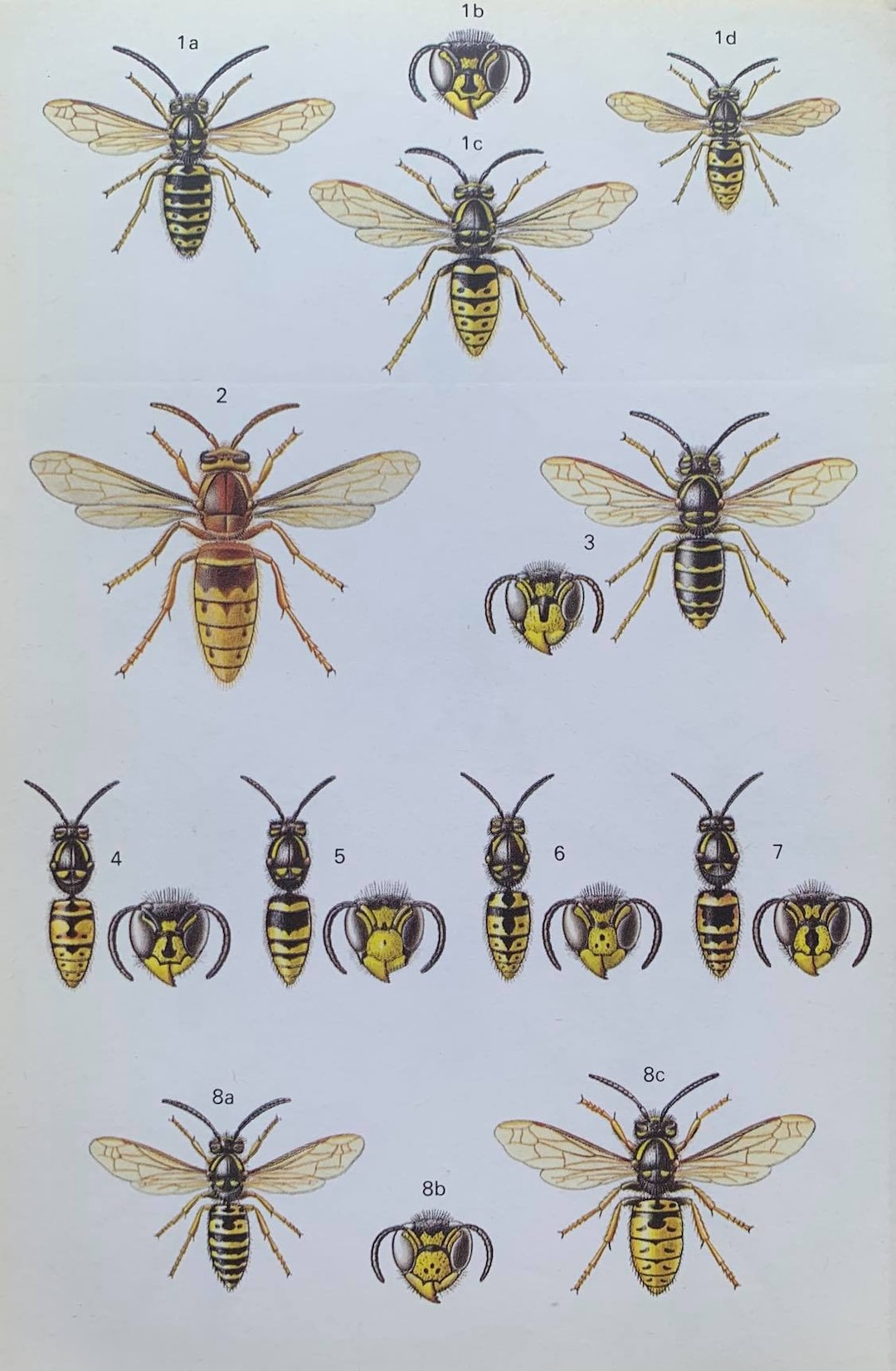 Wasps and Social Wasps Original Double Sided Print From 'A Field Guide ...