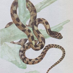 European Cat Snake Original Vintage Print From 'A Colour Guide to ...