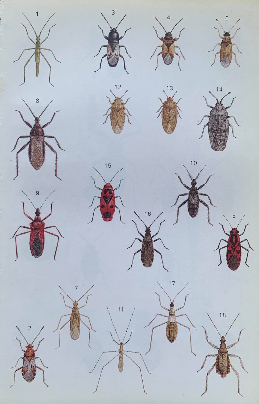 Land Bug and Bugs Original Vintage Double Sided Print From 'A Field ...