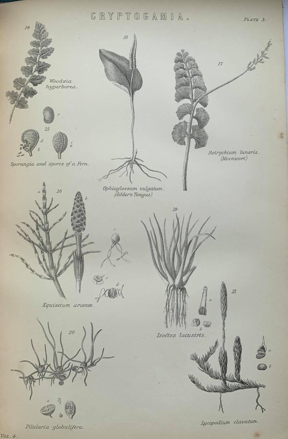 Original 100 Year Old Black and White Plate 'cryptogamia - Etsy