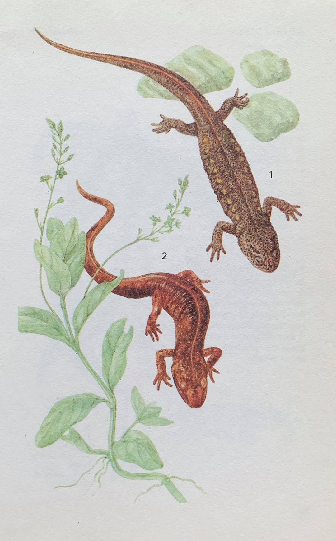 Sharp Ribbed and Sardinian Brook Salamander Original Vintage Print From ...