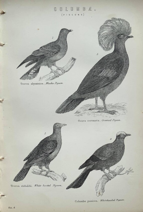 Original 100 Year Old Black and White Plate 'columbae | Etsy