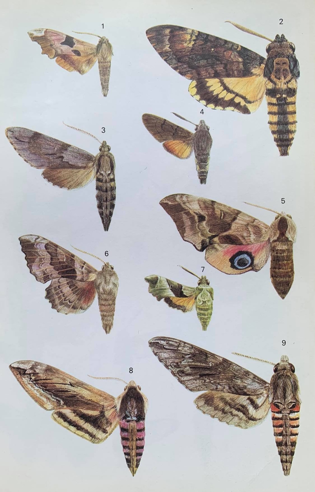 Moths Original Vintage Double Sided Print From 'A Field Guide to the ...