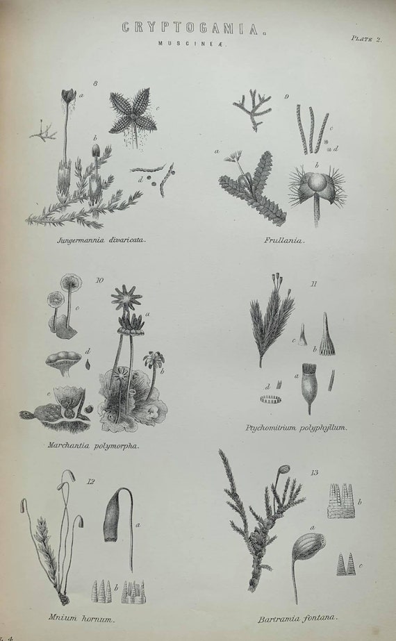 Original 100 Year Old Black and White Plate 'cryptogamia | Etsy