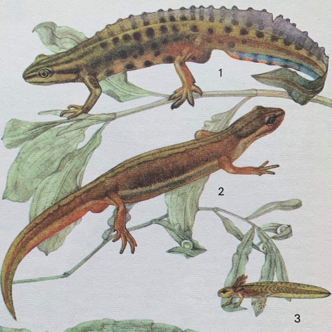 Smooth Newt Original vintage Print From 'A Colour Guide To | Etsy