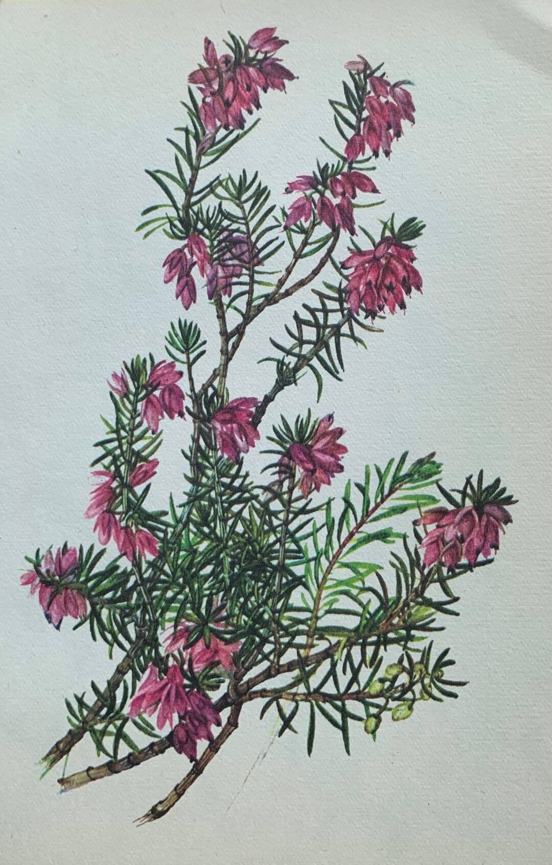 Spring Heath Shrub From 'ornamental Shrubs' 1978 Original Vintage Print ...