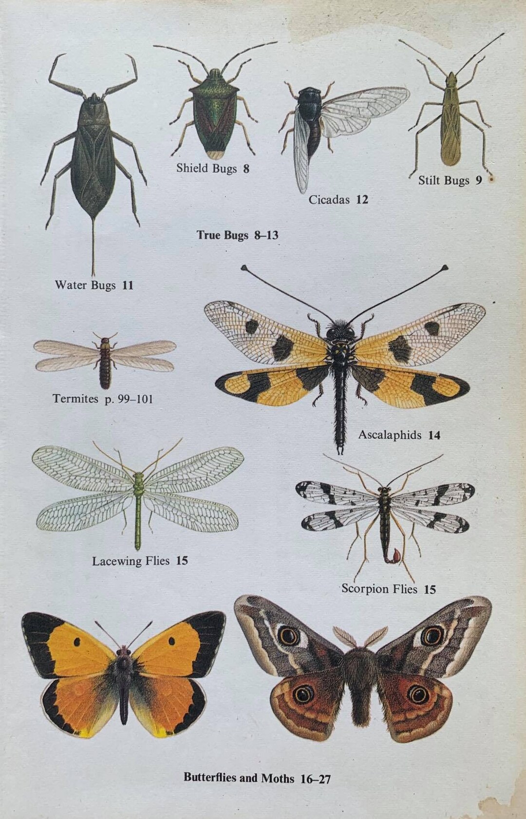 Mixed Insects Frontispiece Original Vintage Print From 'A Field Guide ...