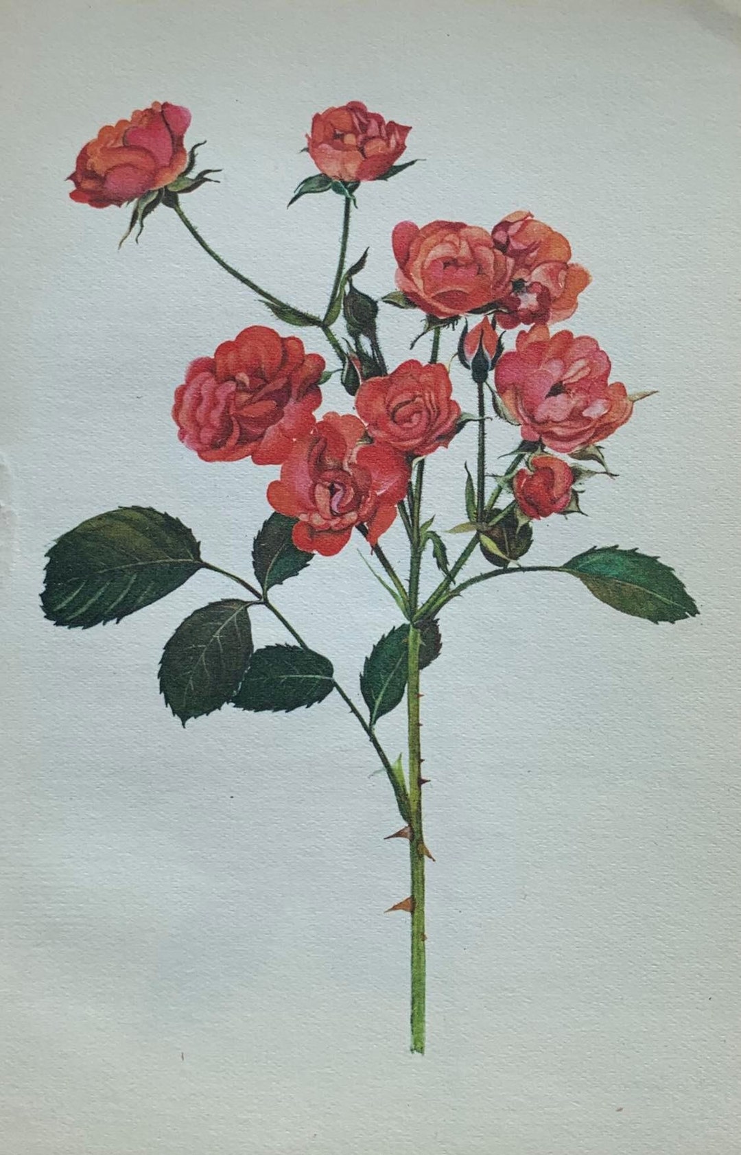 Rosa 'mary', Rose From 'ornamental Shrubs' 1978 Original Vintage Print ...