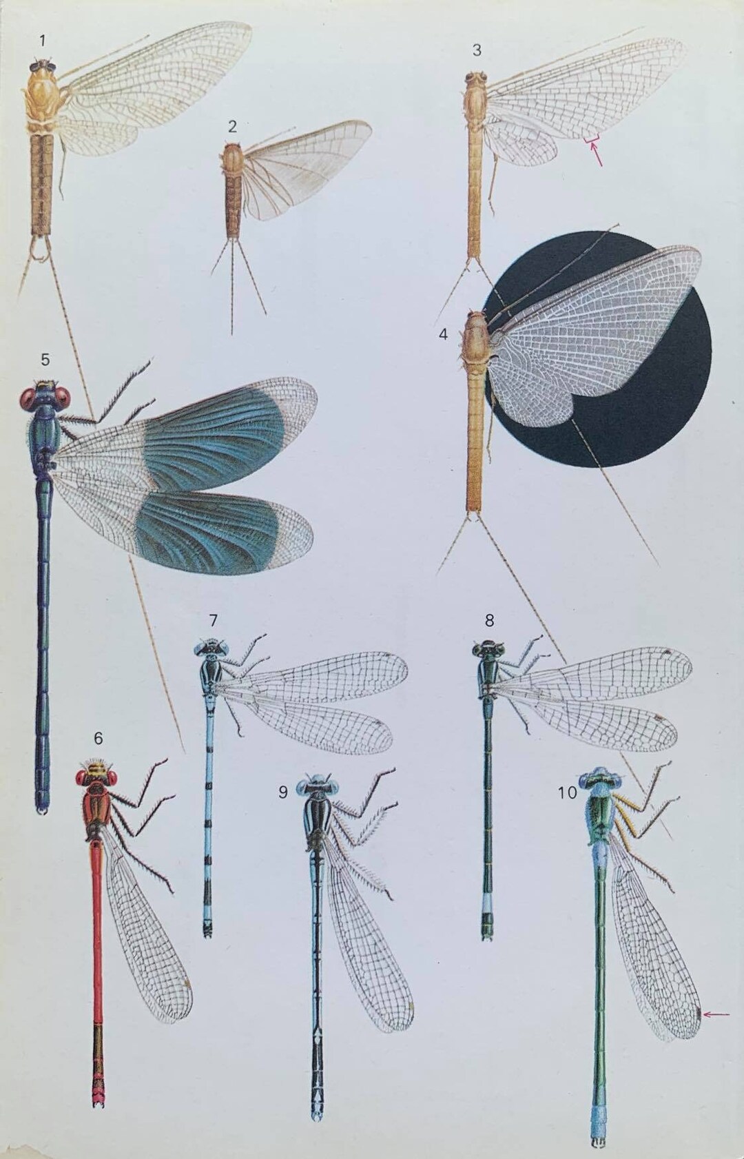 Mayflies and Damsel Flies Original Vintage Double Sided Print From 'A ...
