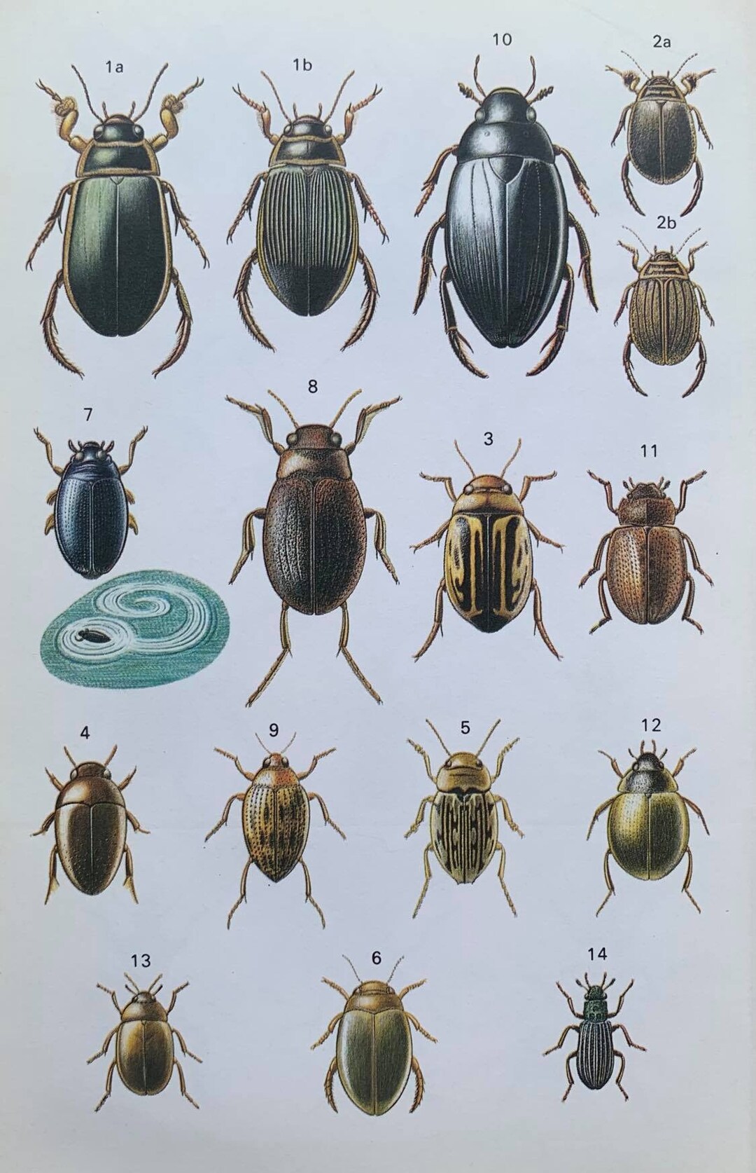 Beetles and Water Beetles Original Double Sided Print From 'A Field ...