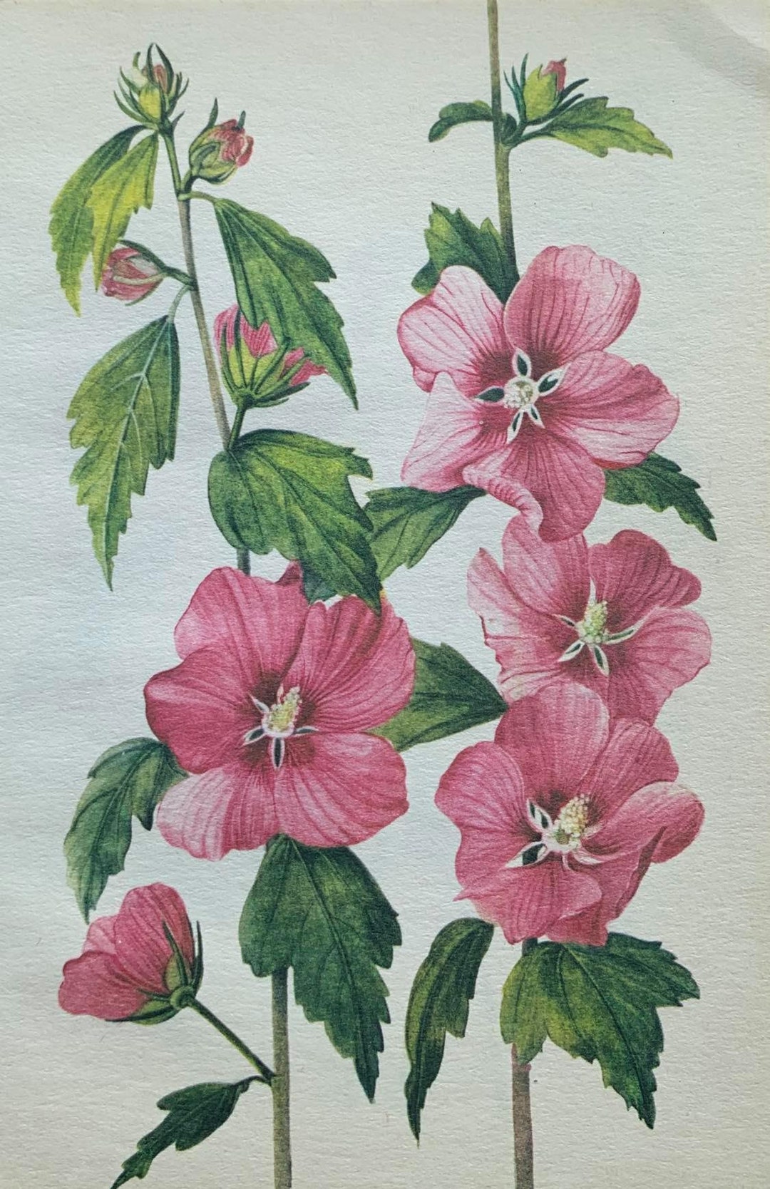 Rose Mallow Shrub From 'ornamental Shrubs' 1978 Original Vintage Print ...