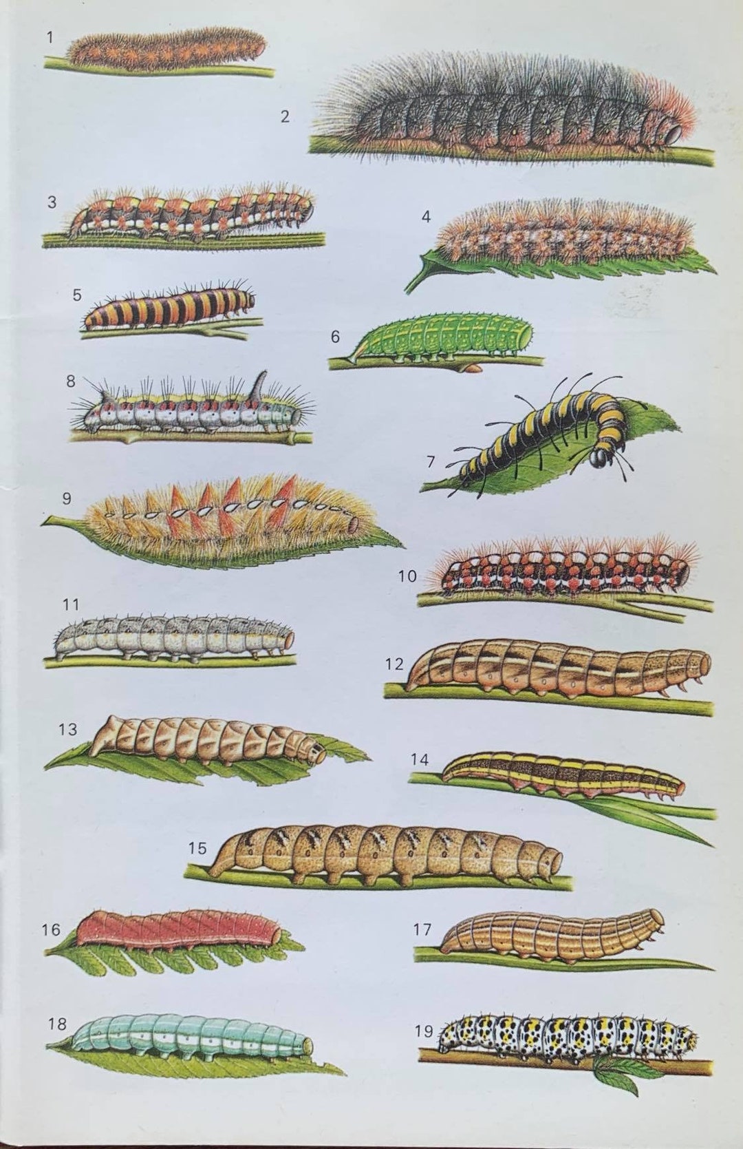 Caterpillars of Moths Original Vintage Double Sided Print From 'A Field ...