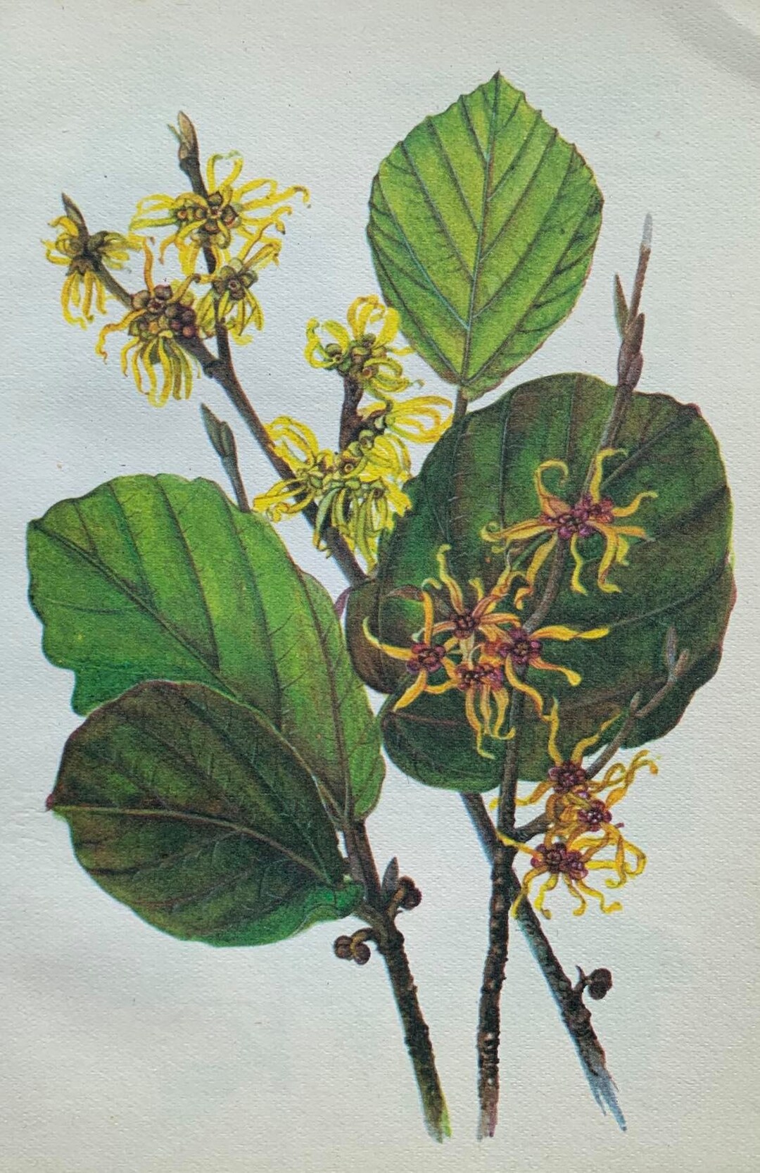 Chinese Witch Hazel Shrub From 'ornamental Shrubs' 1978 Original ...