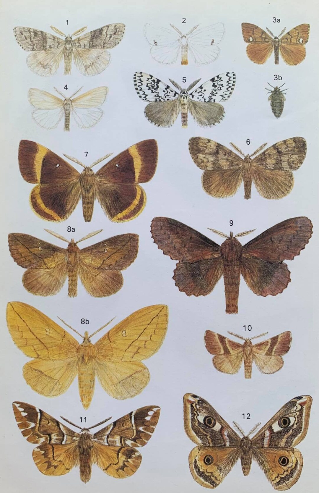 Moths Original Vintage Double Sided Print From 'A Field Guide to the ...