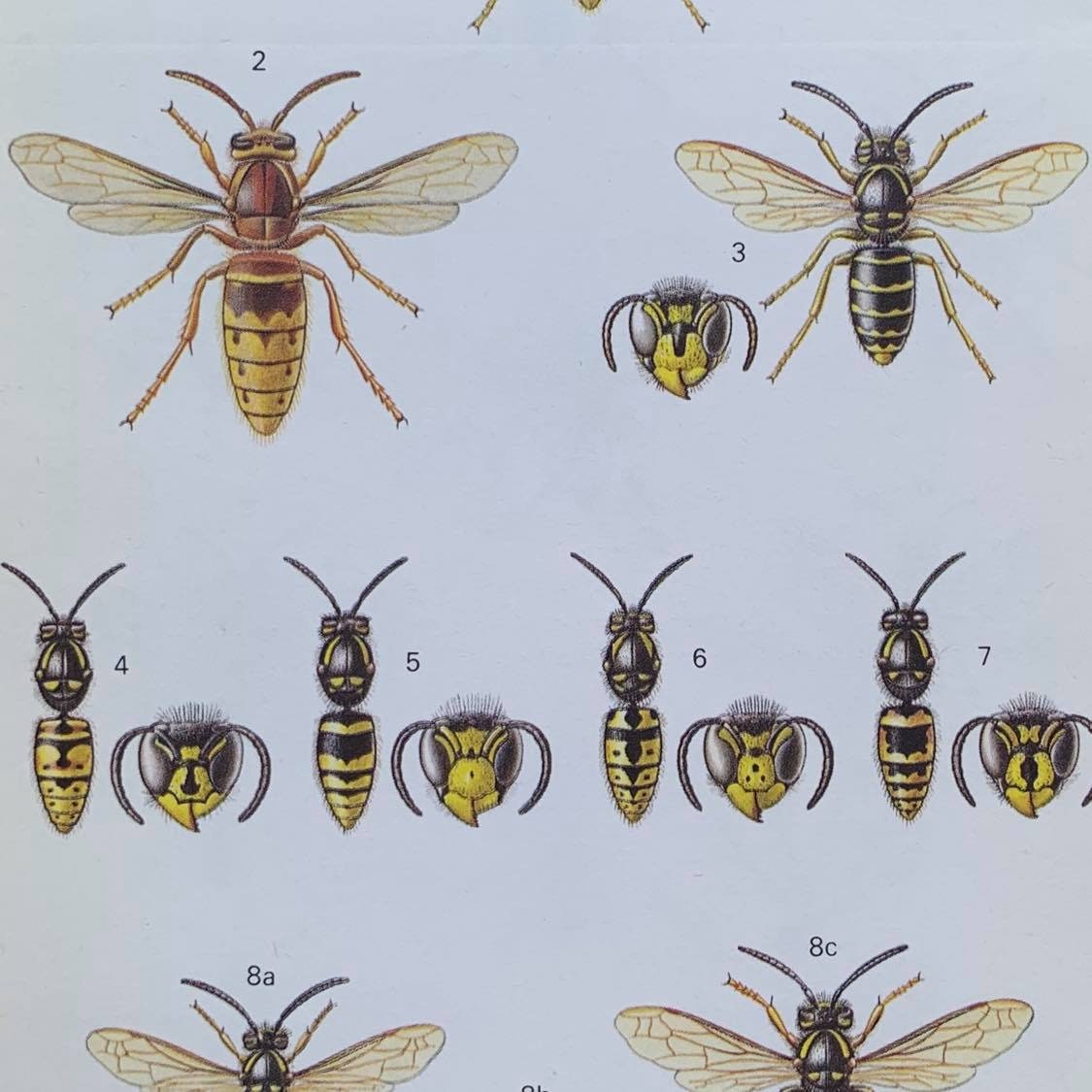 Wasps and Social Wasps Original Double Sided Print From 'A - Etsy UK
