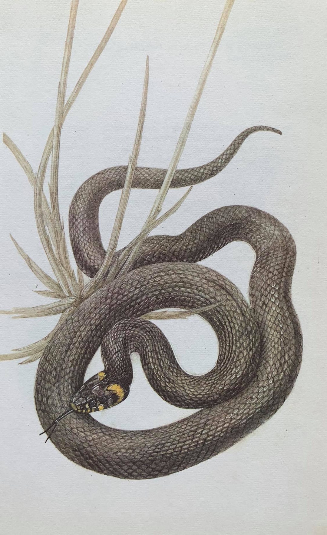 Grass Snake Original Vintage Print From 'A Colour Guide to Familiar ...