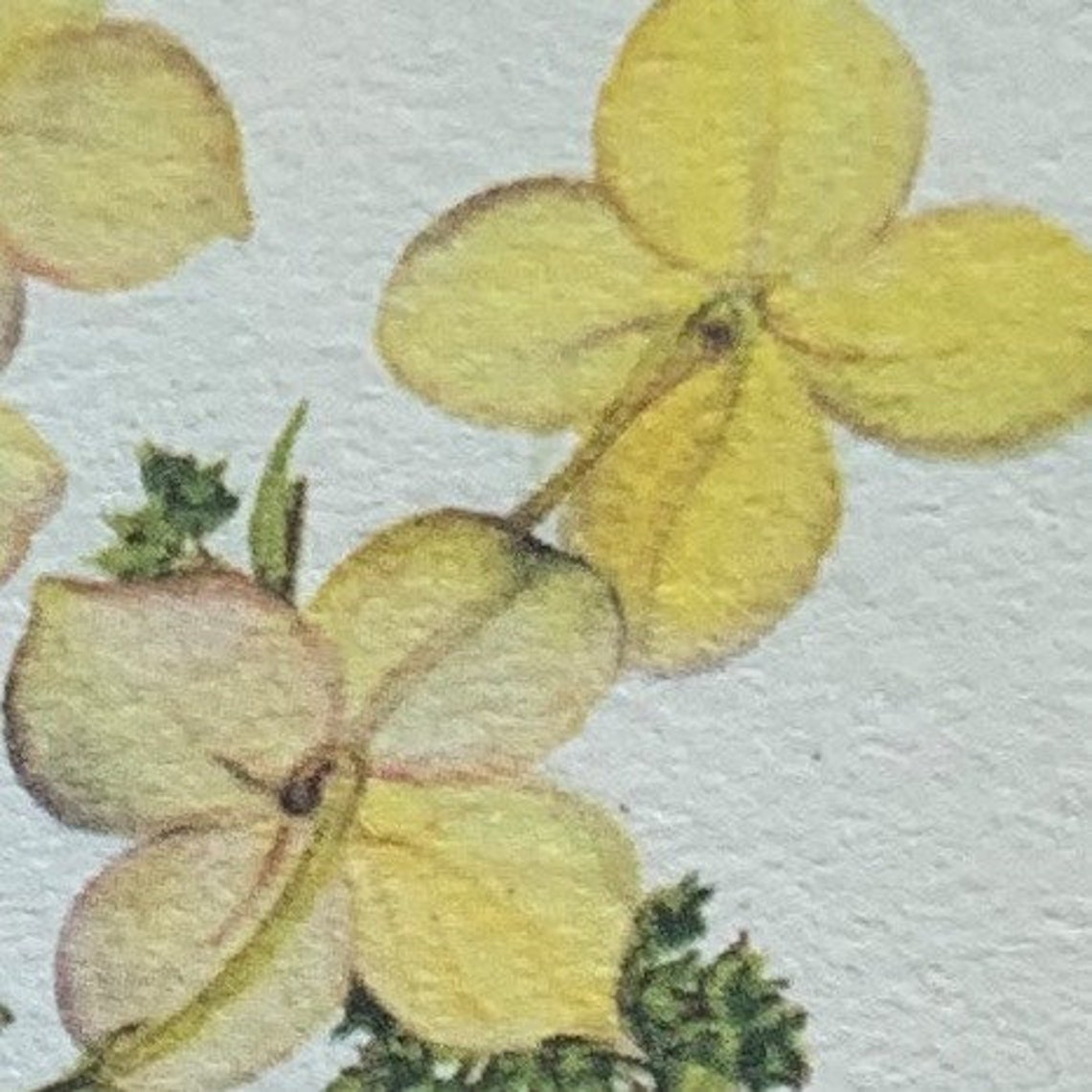 Shaggy Hydrangea Shrub from 'Ornamental Shrubs' 1978 | Etsy