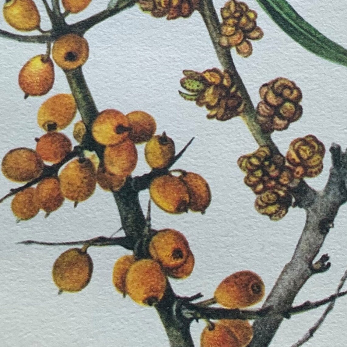 Common or Sea Buckthorn Shrub from 'Ornamental Shrubs' | Etsy