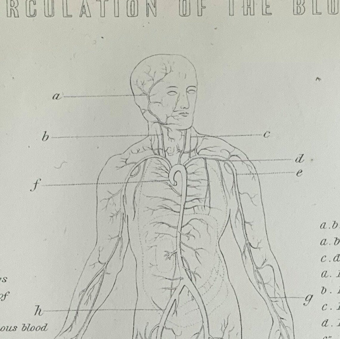 Original 100 Year Old Black and White Plate 'circulation | Etsy UK
