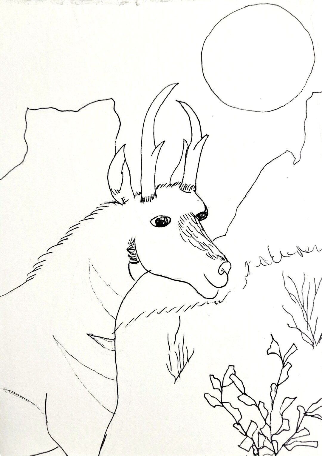 Montana Wildlife Coloring Page (pronghorn - Antelope) - Etsy