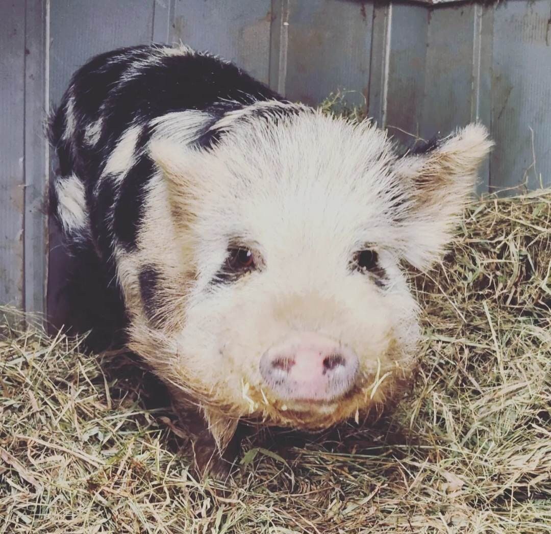 Highland Cow, Pig Photos, Framed Highland Photo, Highland, Farmhouse ...