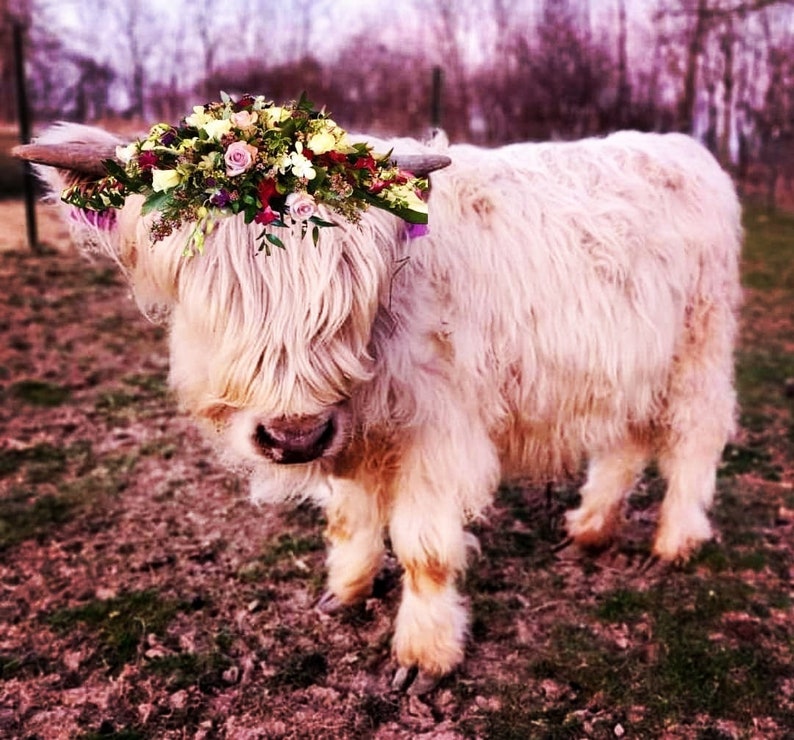 Highland Cow, Pig Photos, Framed Highland Photo, Highland, Farmhouse ...